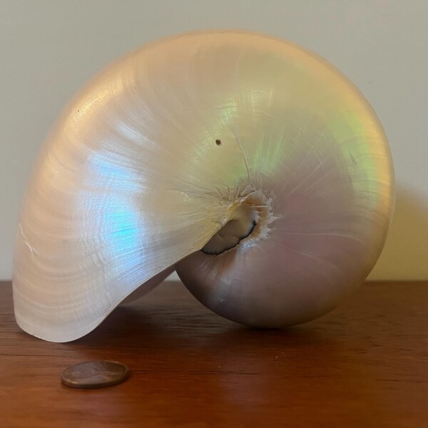 Large Nautilus Shell - Etsy