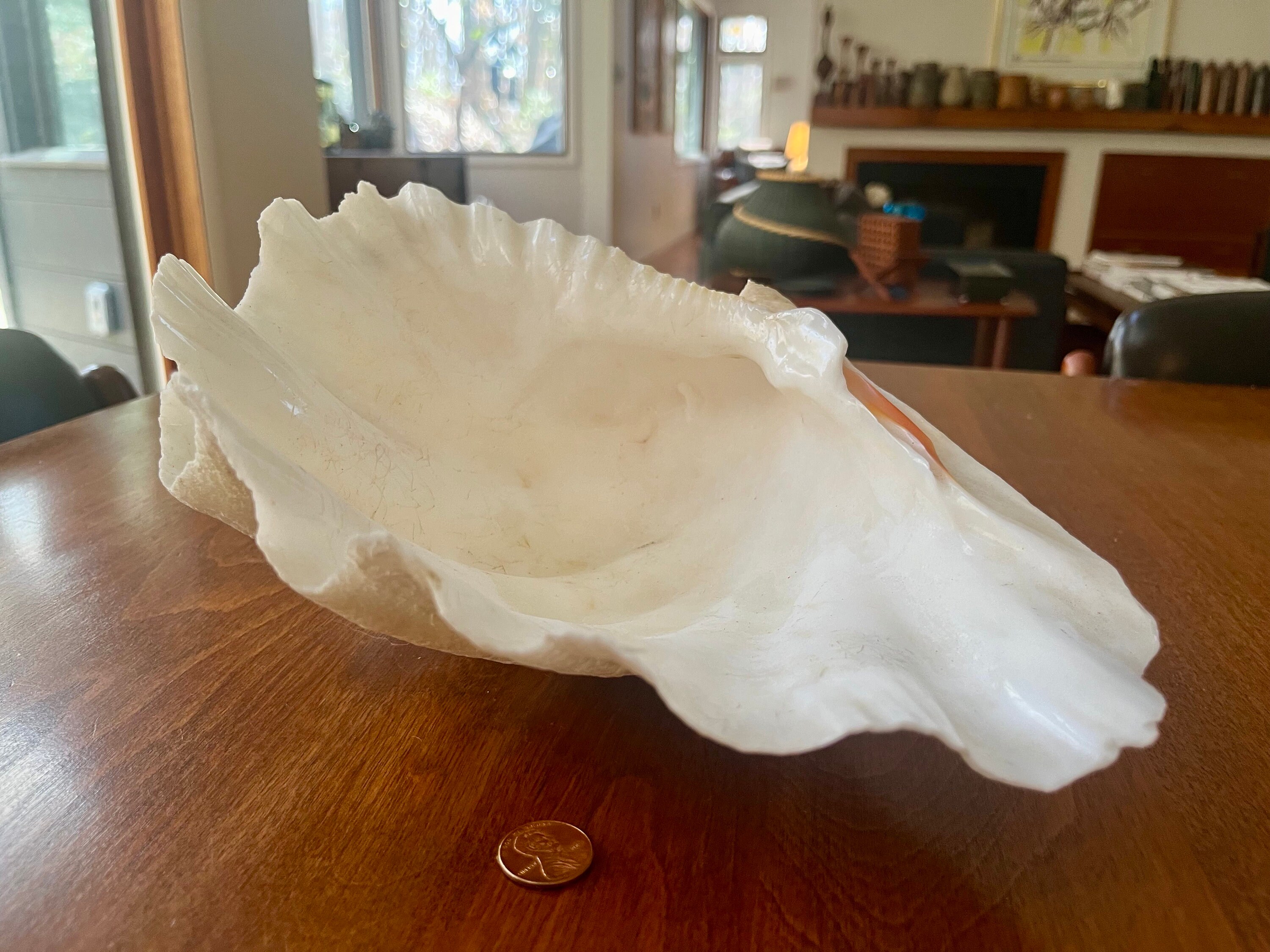 Tridacnid genus Hippopus Natural Half bottom Clam Shell Prepared as a ...