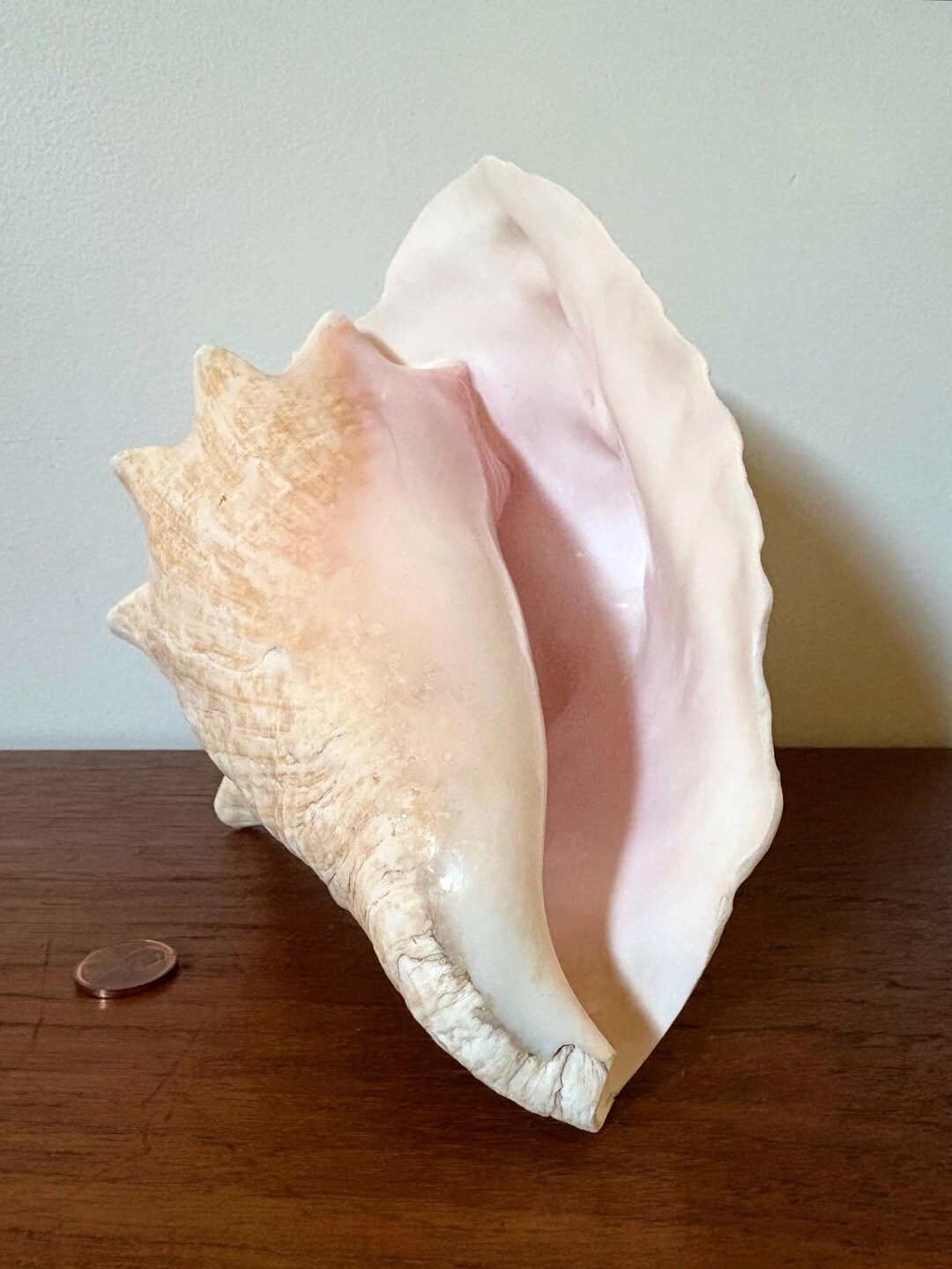 Atlantic Pink Queen Conch Shell - Large (8.5” L X 7.5” W), Polished ...
