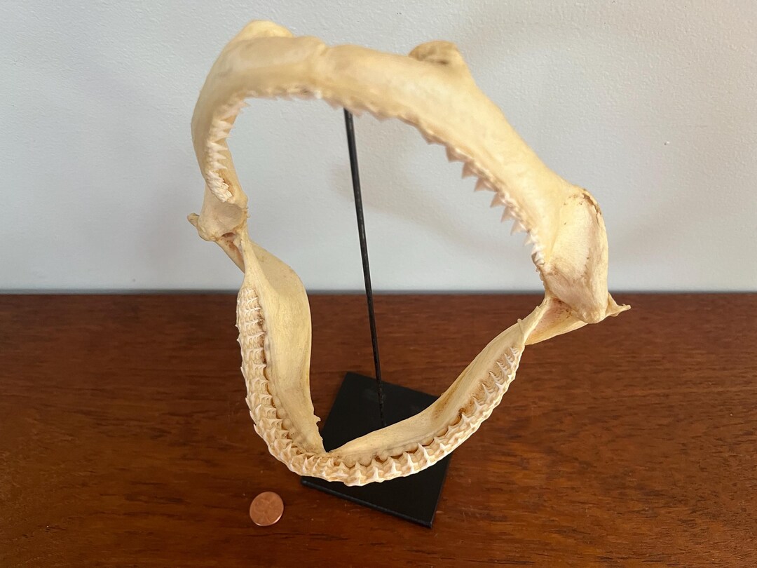 Shark Jaws Natural, Authentic Vintage Large 8 W Specimen Presented on a ...