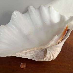 Tridacnid genus Hippopus Natural Half bottom Clam Shell 12 W Prepared ...