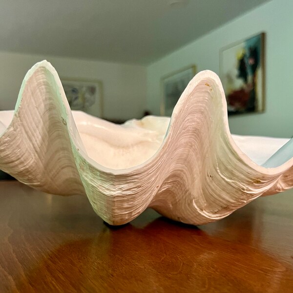 Clam Shell - Etsy