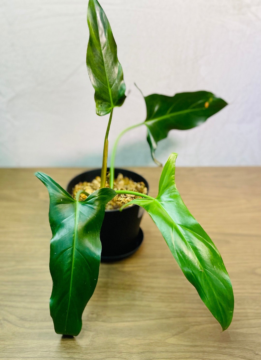 Philodendron Mexicanum Actual Plant Actual Plant 6 Pot - Etsy