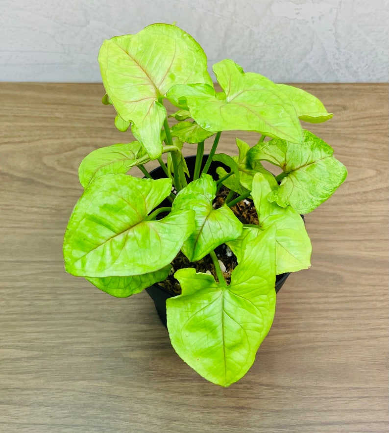 Syngonium Mango Allusion Grower's Choice 6 Pot - Etsy