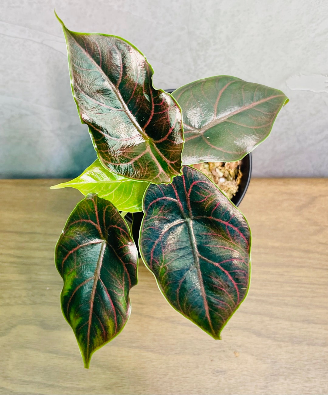 Alocasia Azlanii Alocasia Red Mambo Growers Choice 4 Pot Live Plant - Etsy