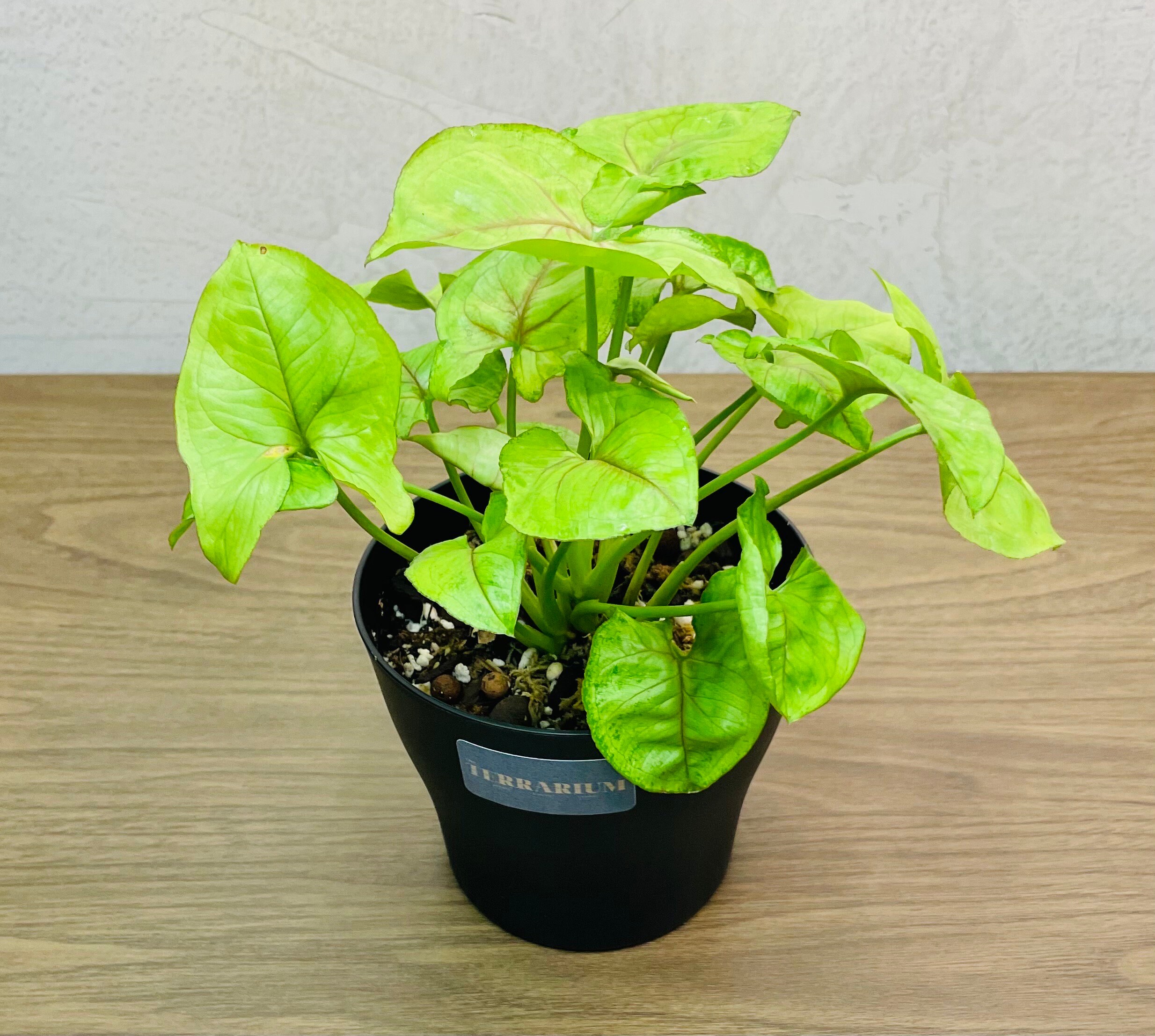 Syngonium Mango Allusion Grower's Choice 6 Pot - Etsy