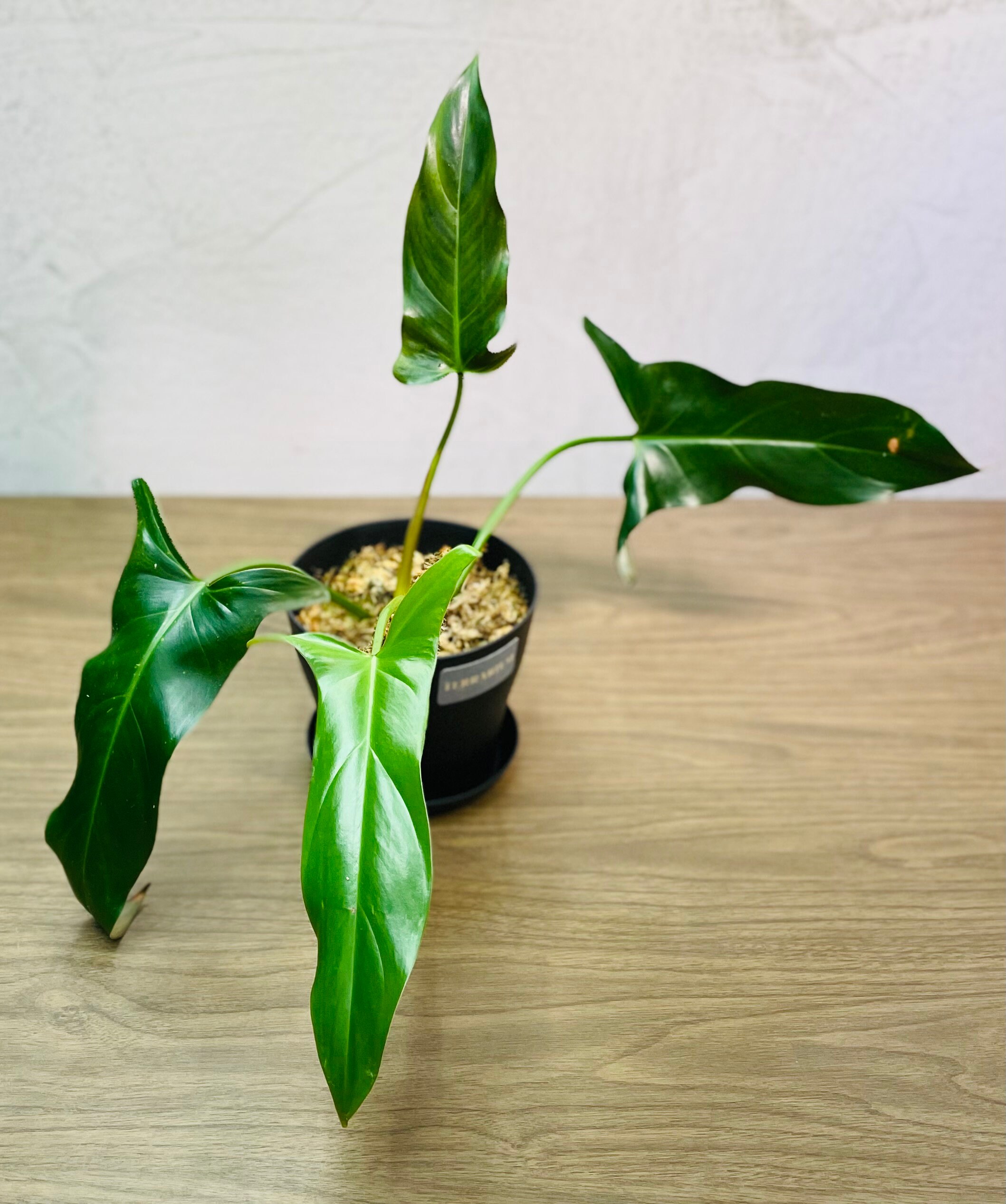 Philodendron Mexicanum Actual Plant Actual Plant 6 Pot - Etsy