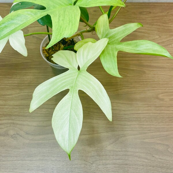 Florida Ghost Philodendron - Etsy