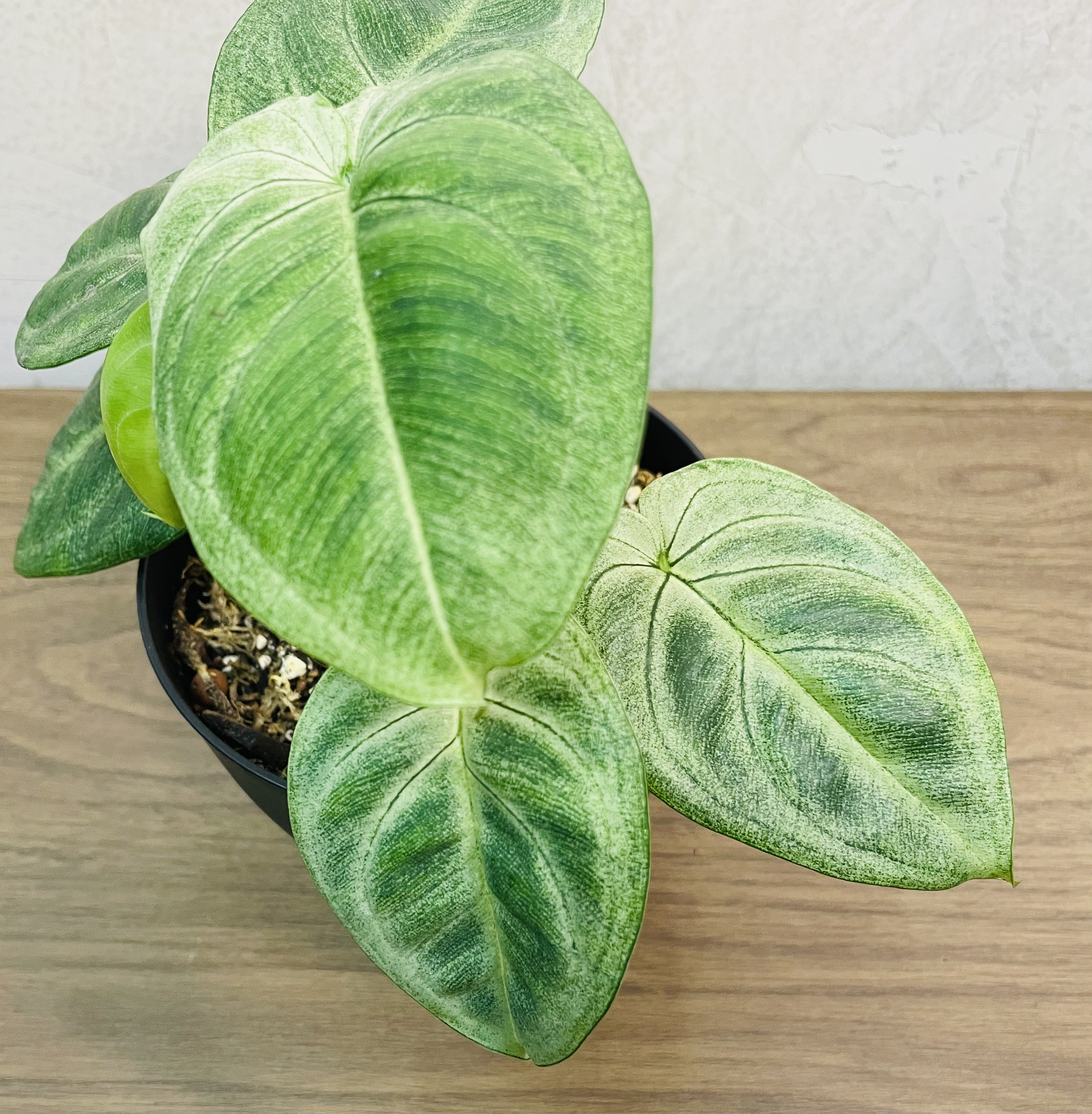 Syngonium Podophyllum Silver Frost Grower's Choice - Etsy