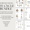 Homeschool Life Cycle Bundle, Flash Cards, Poster Sets, Activity - Etsy