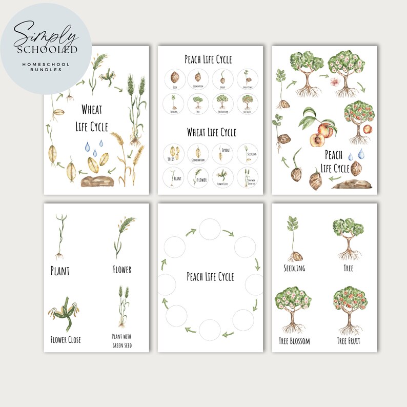 Homeschool Life Cycle Bundle, Flash Cards, Poster Sets, Activity - Etsy