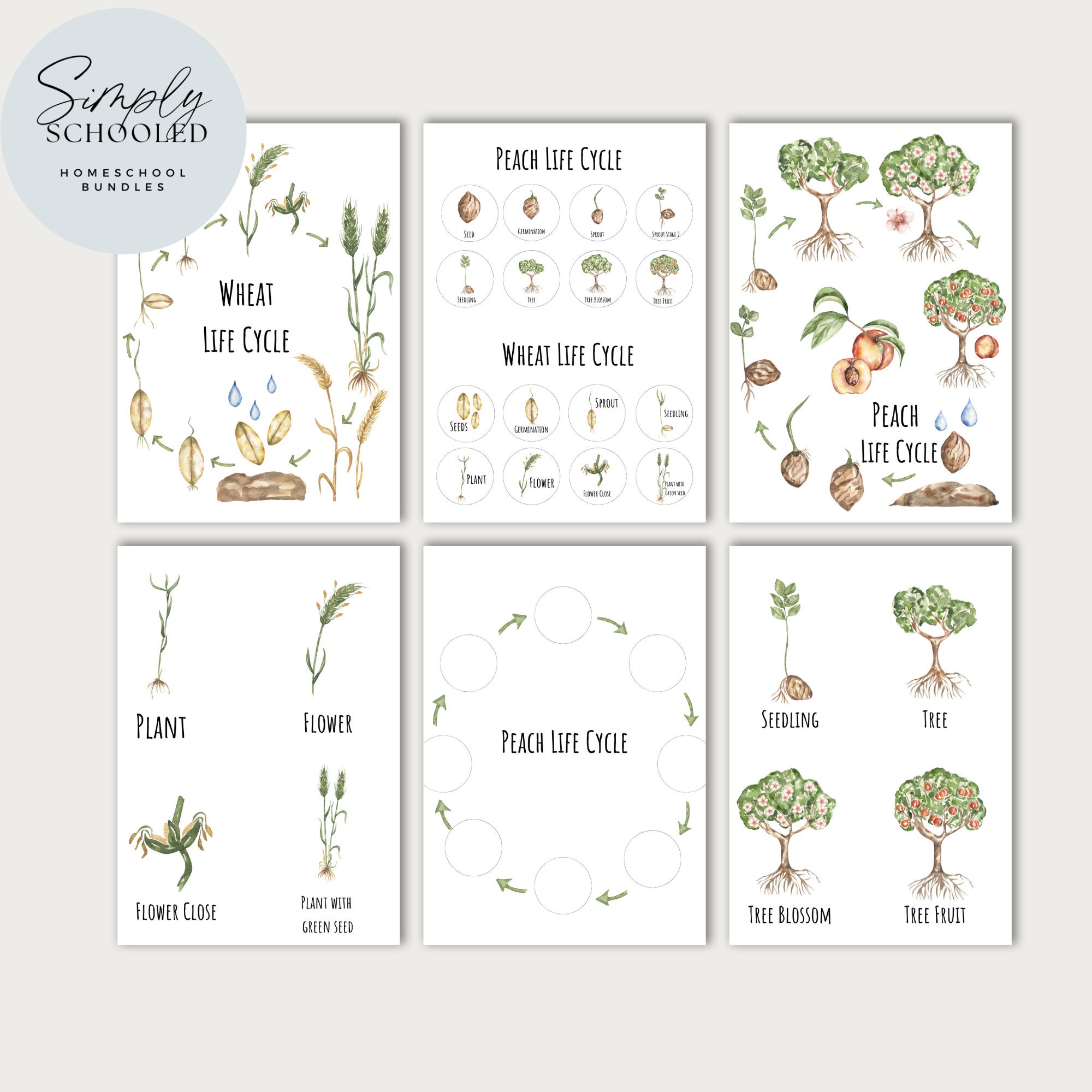 Homeschool Life Cycle Bundle, Flash Cards, Poster Sets, Activity - Etsy