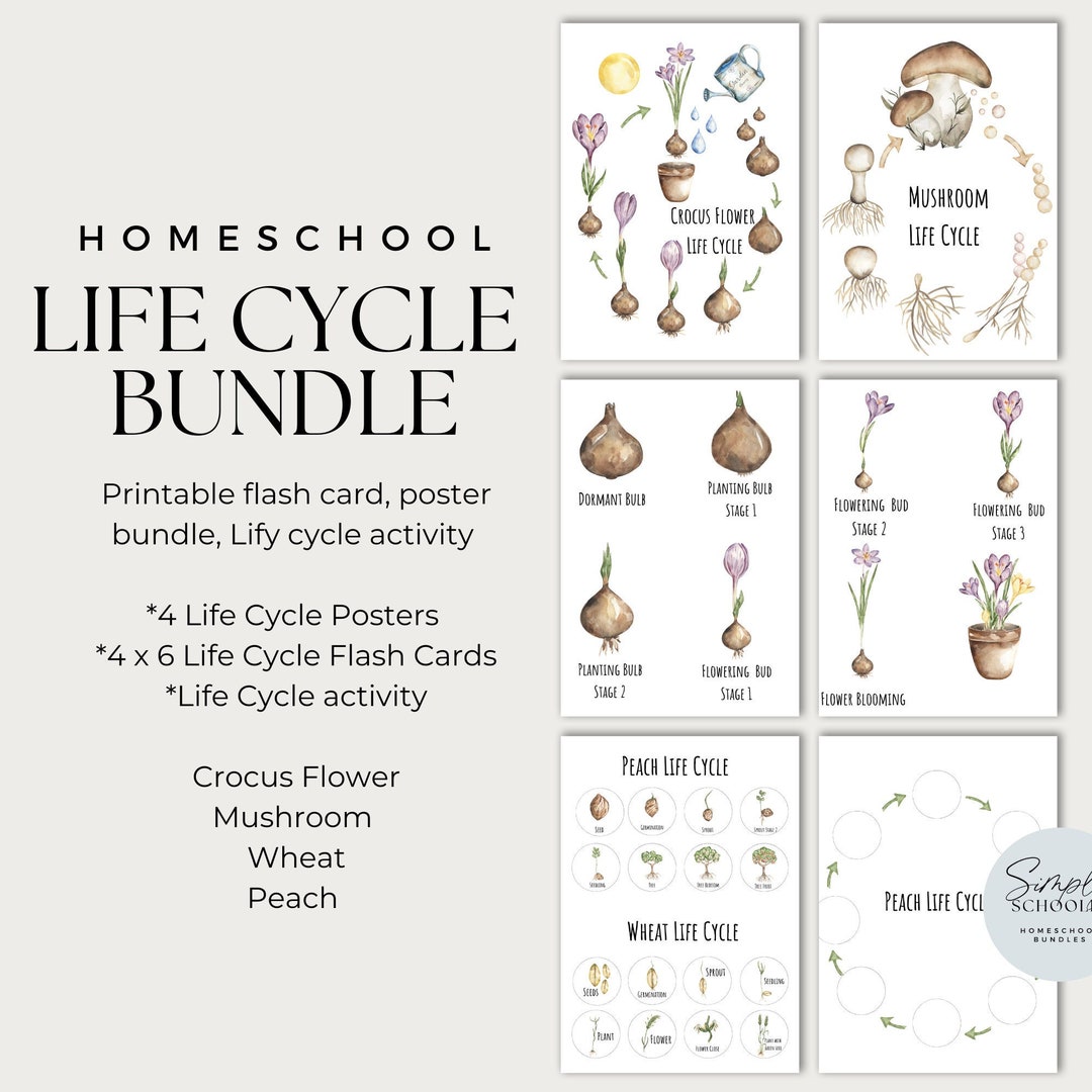 Homeschool Life Cycle Bundle, Flash Cards, Poster Sets, Activity - Etsy