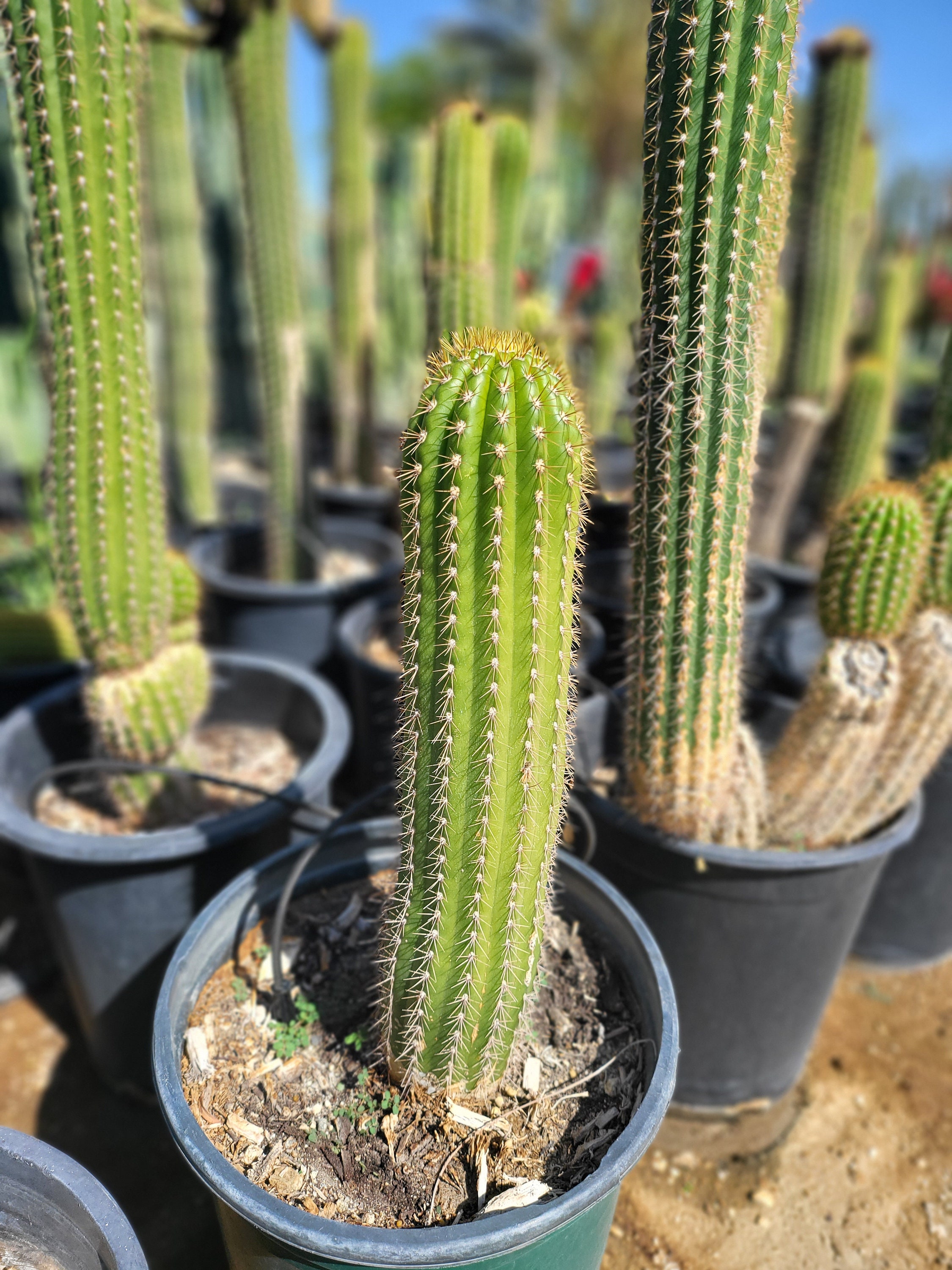 Golden Torch (echinopsis Spachiana) - Etsy