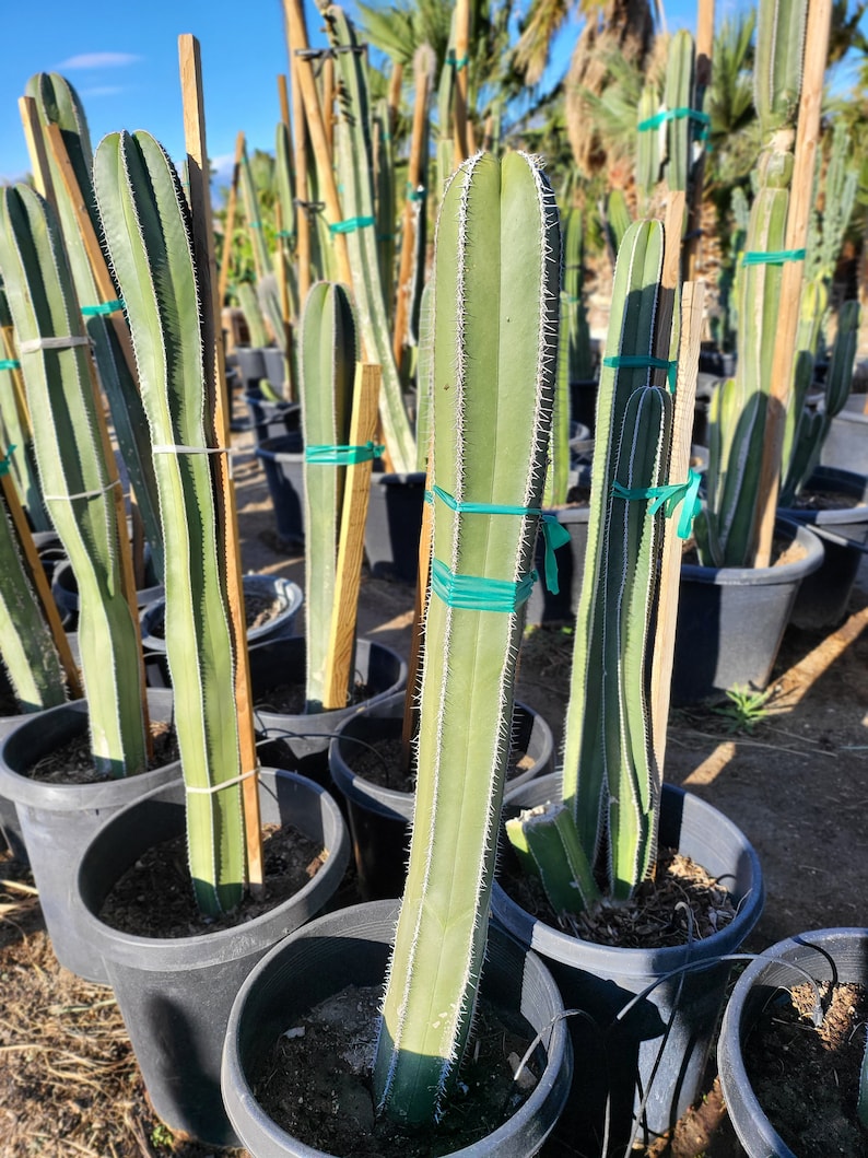 Mexican Fence Post (pachycereus Marginatus) - Etsy