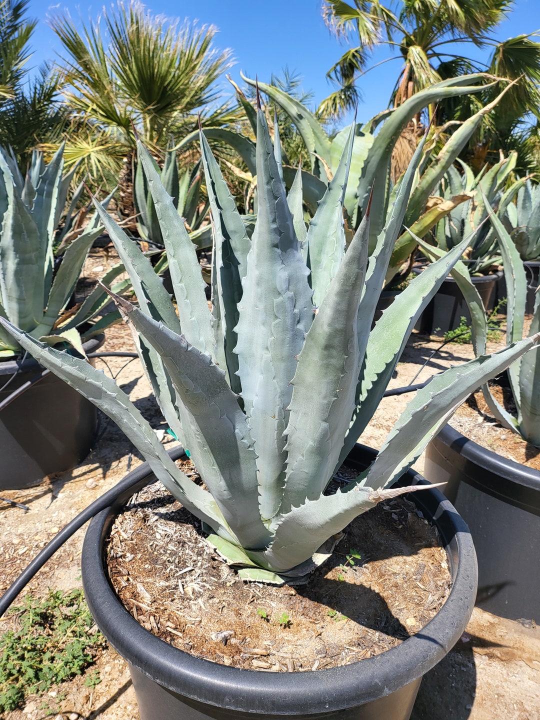 Agave Americana Plant