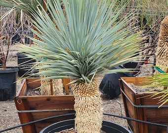 Yucca Rostrata Oregon Blue - 'beaked Yucca' COLD HARDY Zone 5! (seeds ...