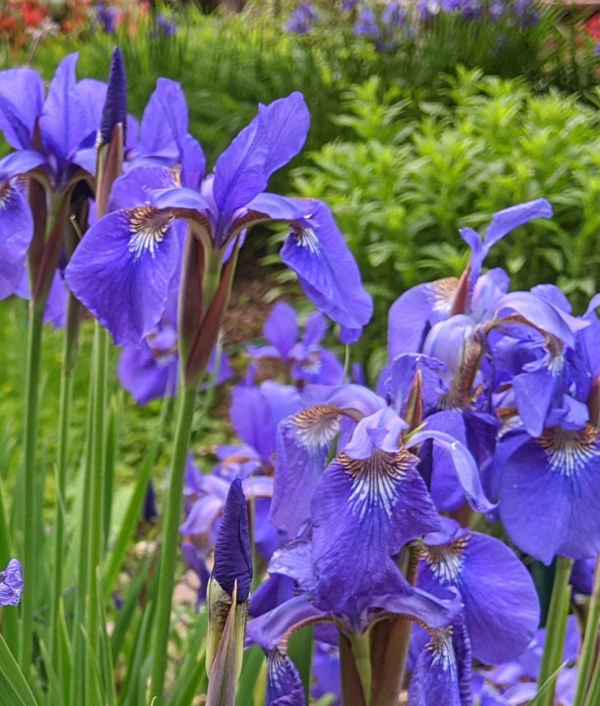 Indigo Japanese Iris Bulbs - Etsy