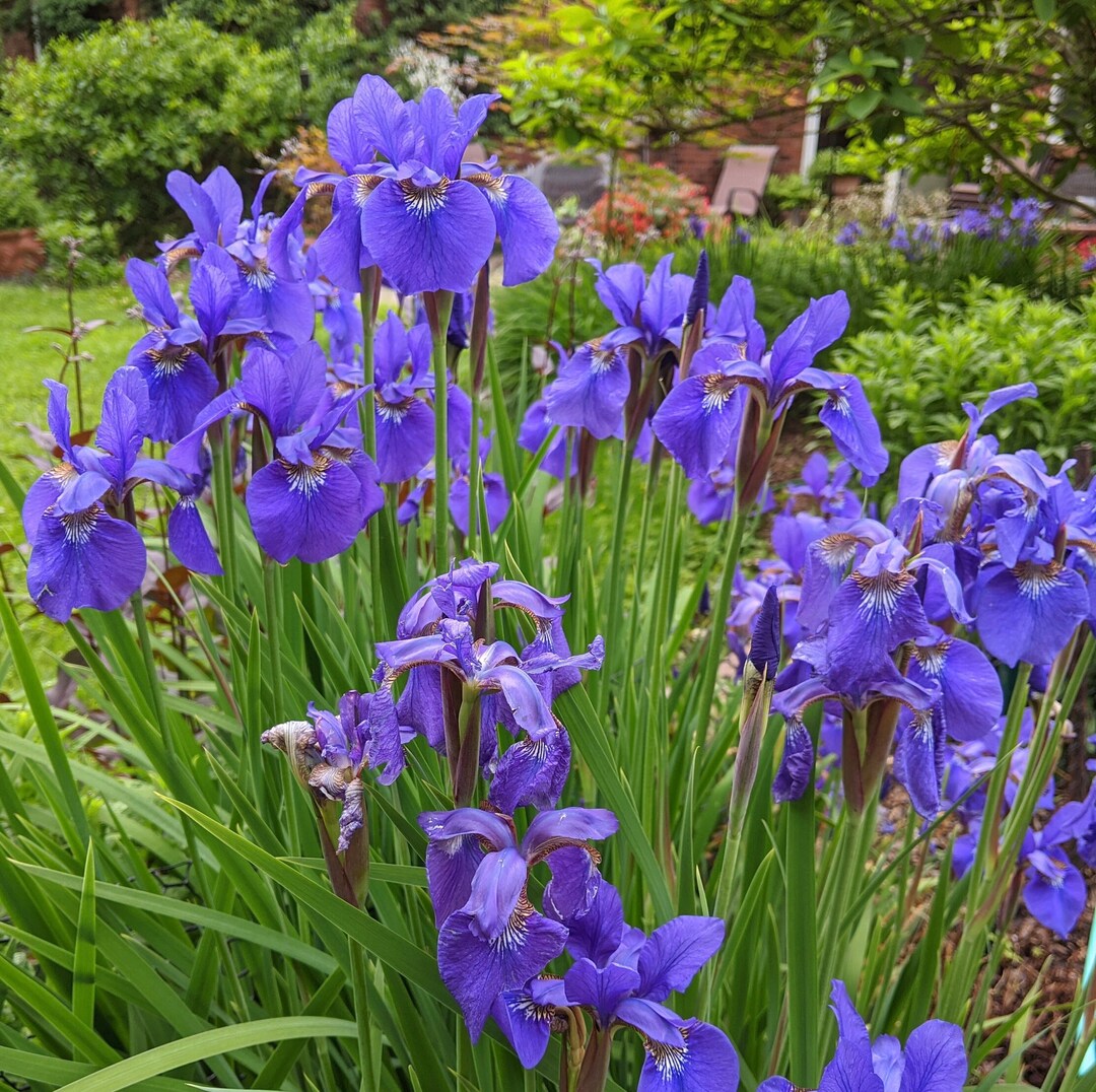 Indigo Japanese Iris Bulbs - Etsy