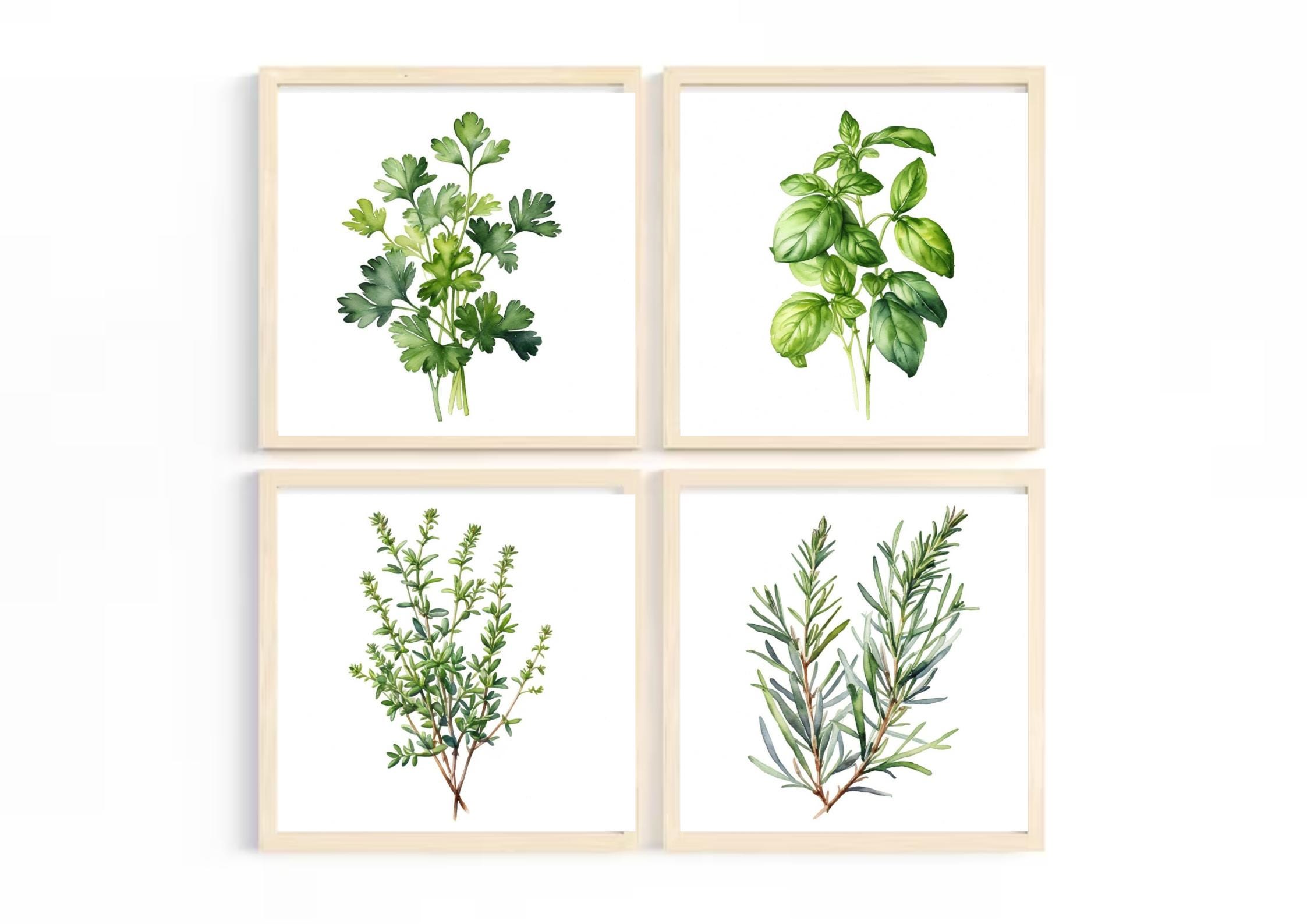 Basil Watercolor Art Print: Kitchen Herbs Still Life Wall Decor - Etsy