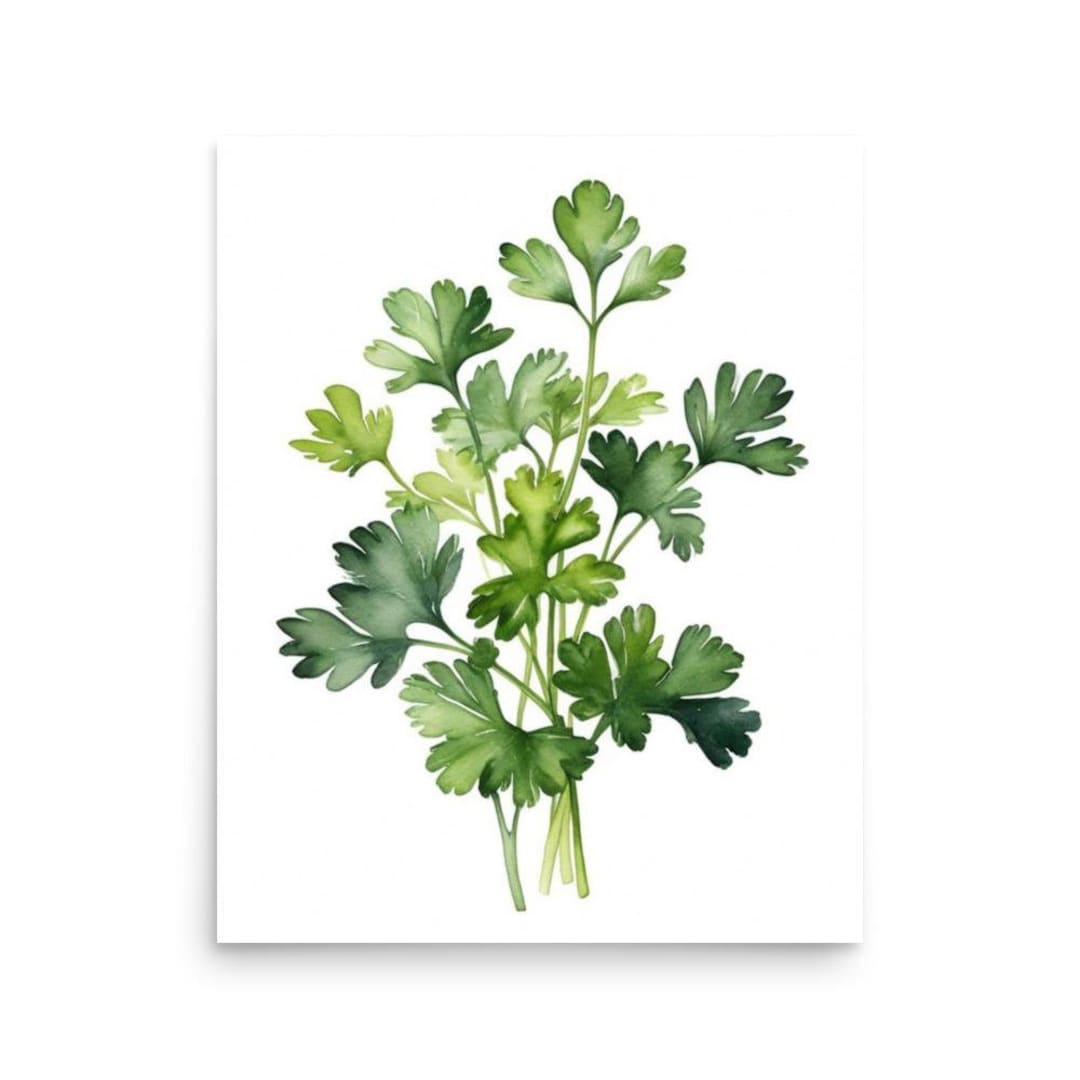 Parsley Painting Herbs Watercolor Art Print Spices Wall Art Pirsley ...