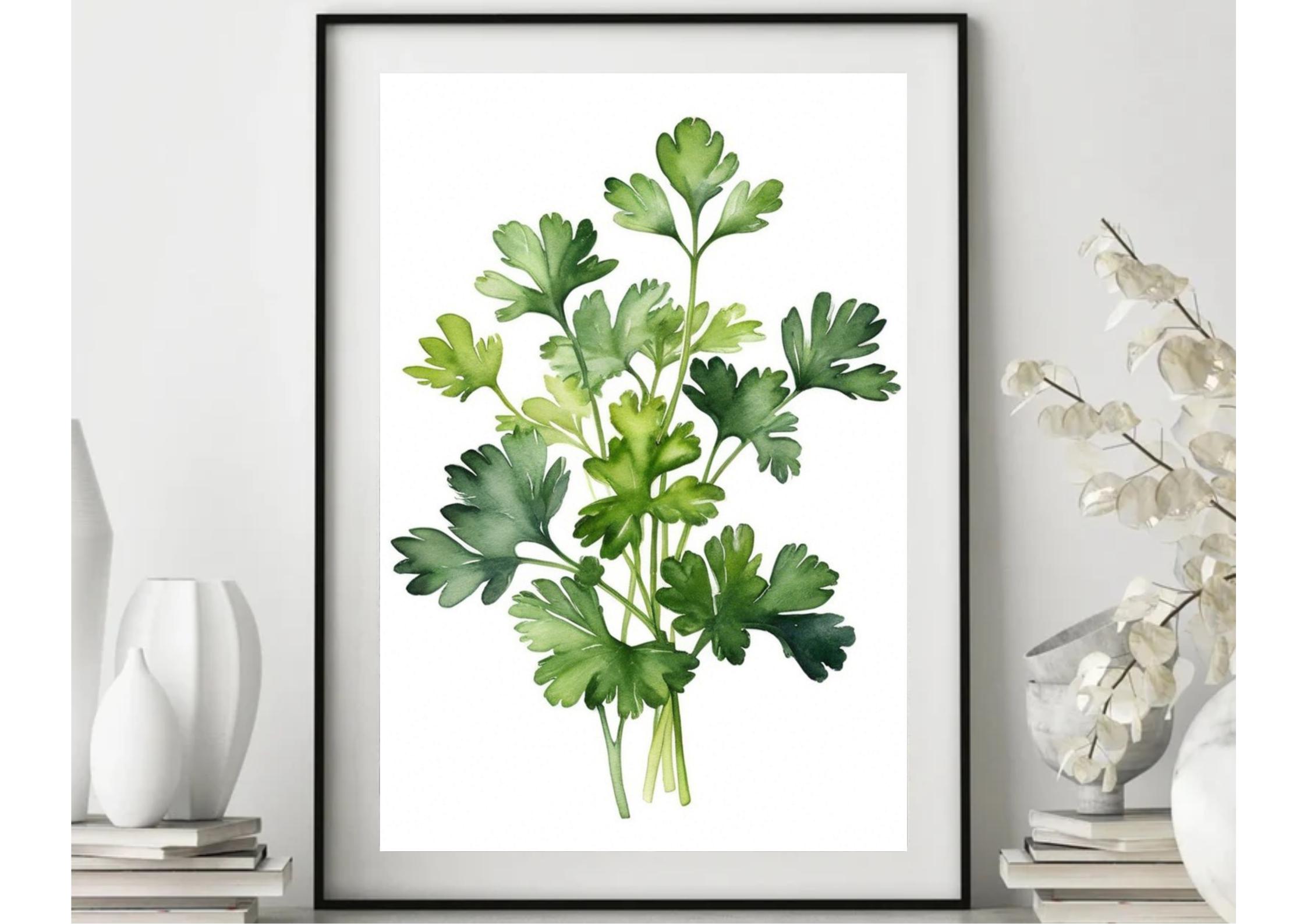 Parsley Watercolor Art Print: Kitchen Herbs Still Life - Etsy