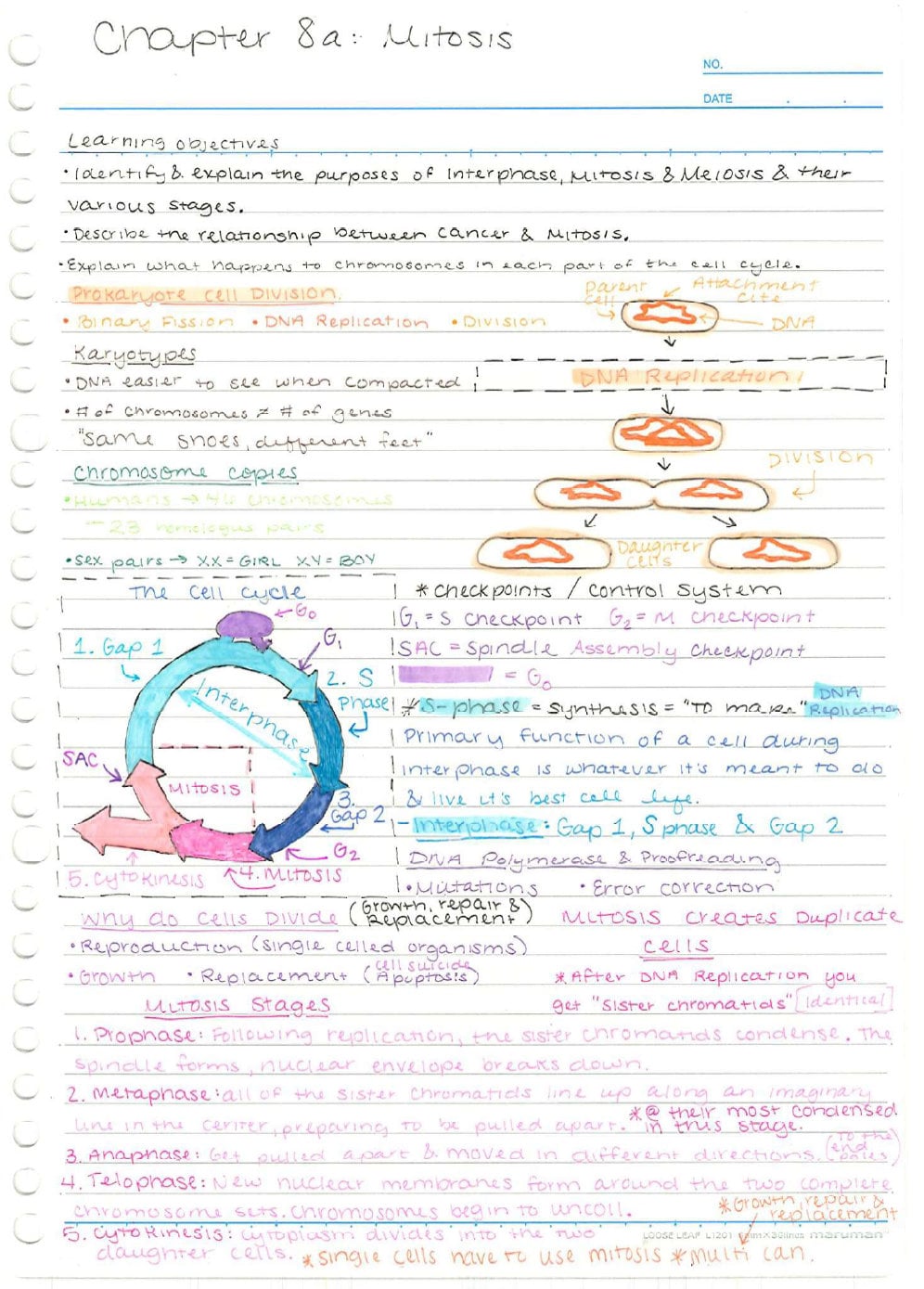 Biology Notes (college Level) - Etsy