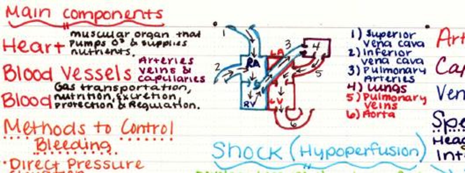 Bleeding and Shock EMT Chapter 25 - Etsy
