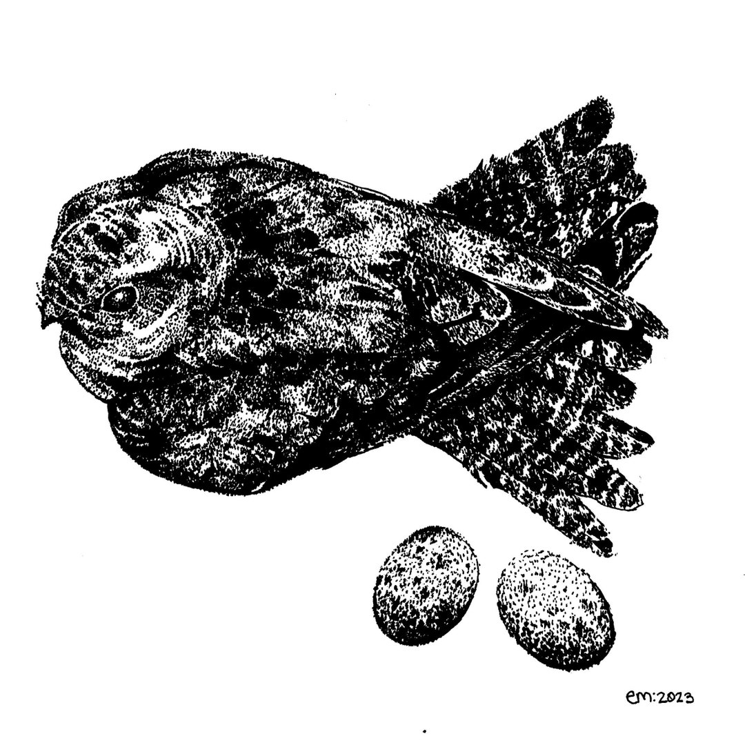 Common Nighthawk: Original Artwork - Etsy