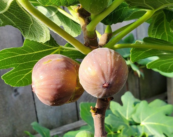 Chicago Hardy Fig Tree Live Plant 1 Gallon Pot - Etsy