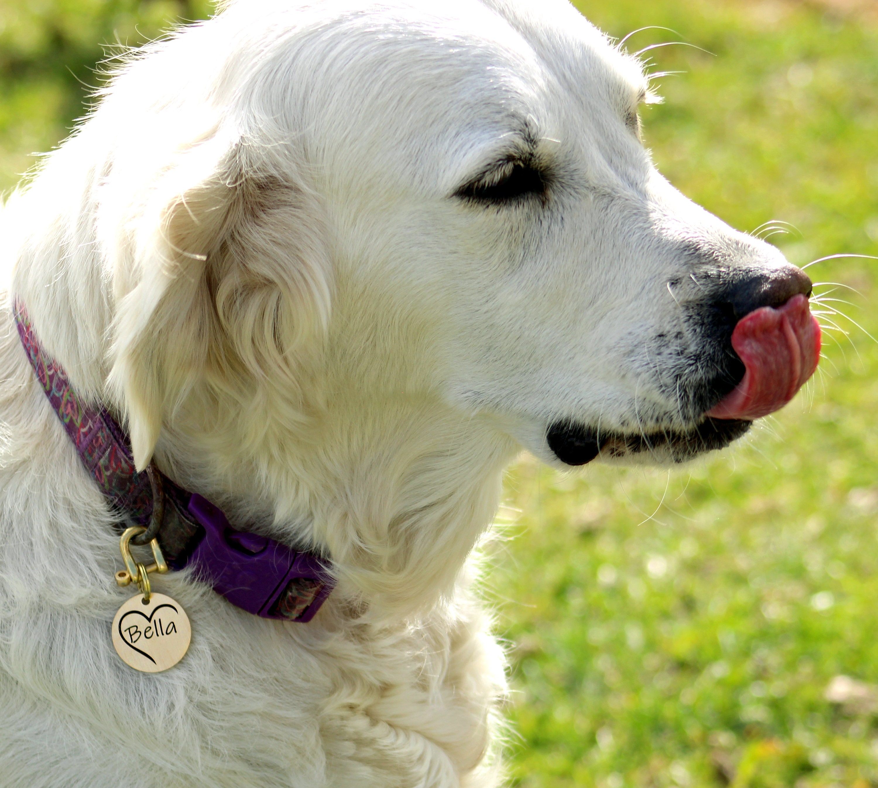 Bandit Pet Tag Deep Engraved Brass Pet Tag Round Dog Collar - Etsy