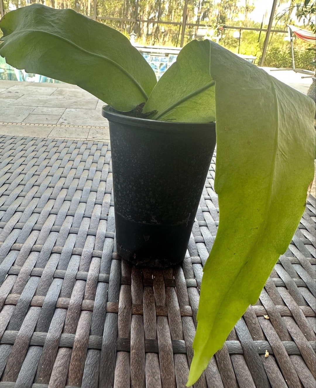 Plants - Etsy