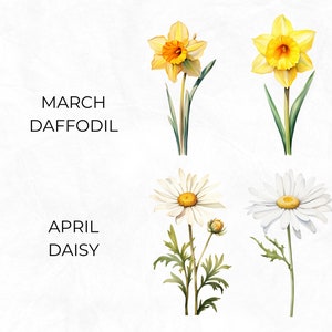 24 Watercolour Birth Month Flowers Clipart, Birthday Clipart, Month ...