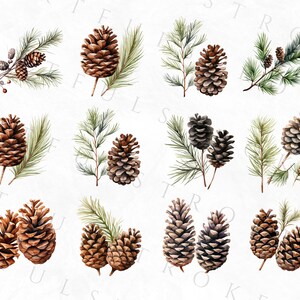 40 Watercolour Pine Cones Clipart, Christmas Clipart Bundle, Winter PNG ...
