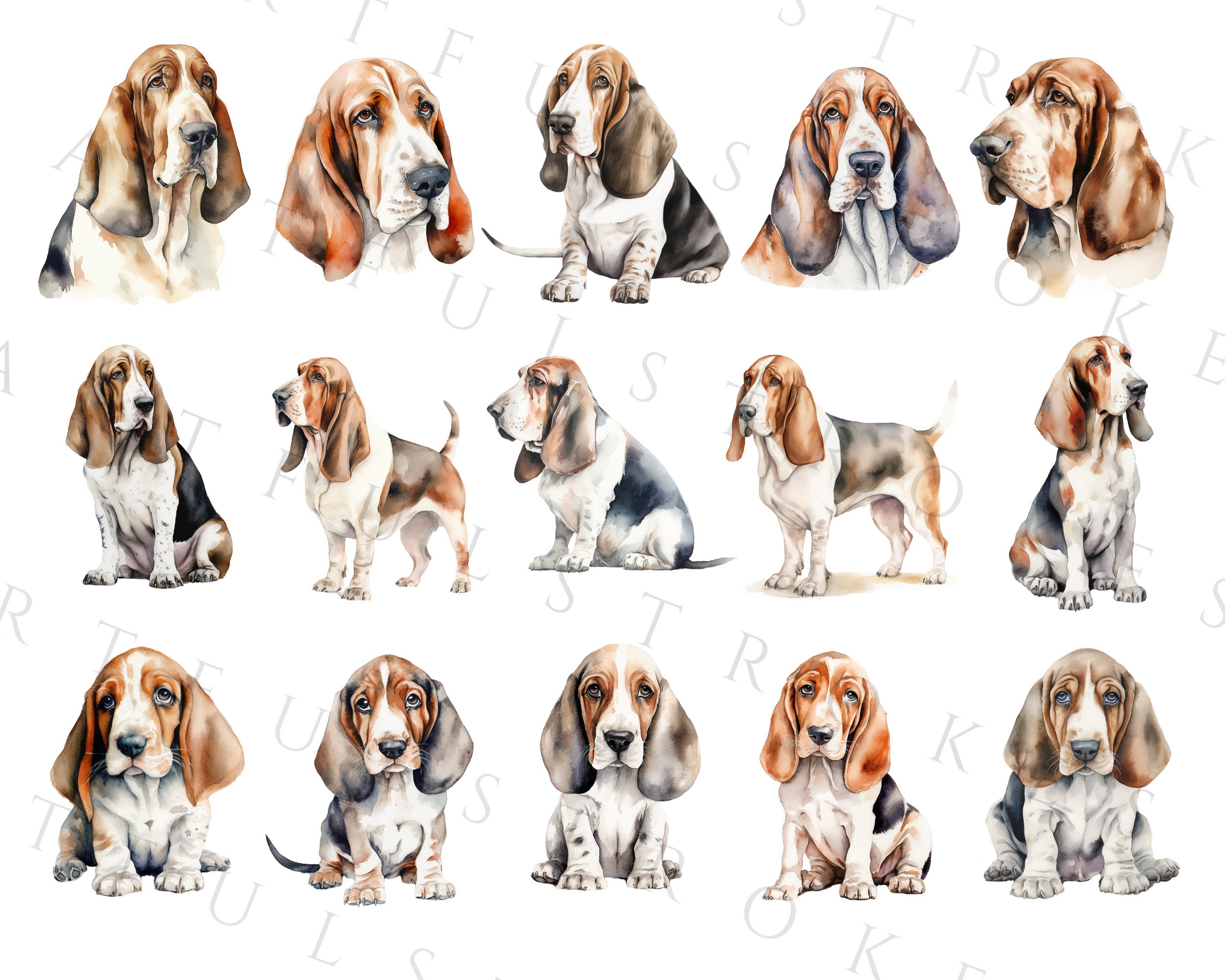 15 Watercolour Basset Hound Clipart, Watercolour Puppy Illustration ...