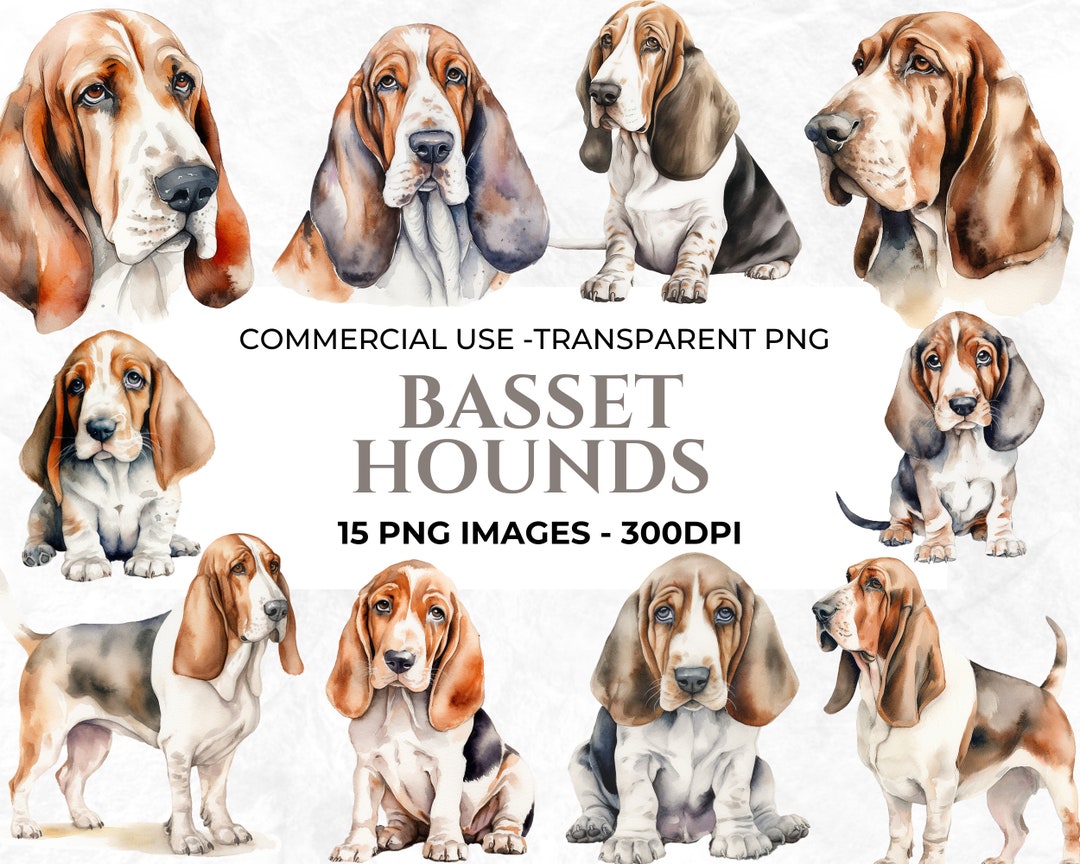15 Watercolour Basset Hound Clipart, Watercolour Puppy Illustration ...