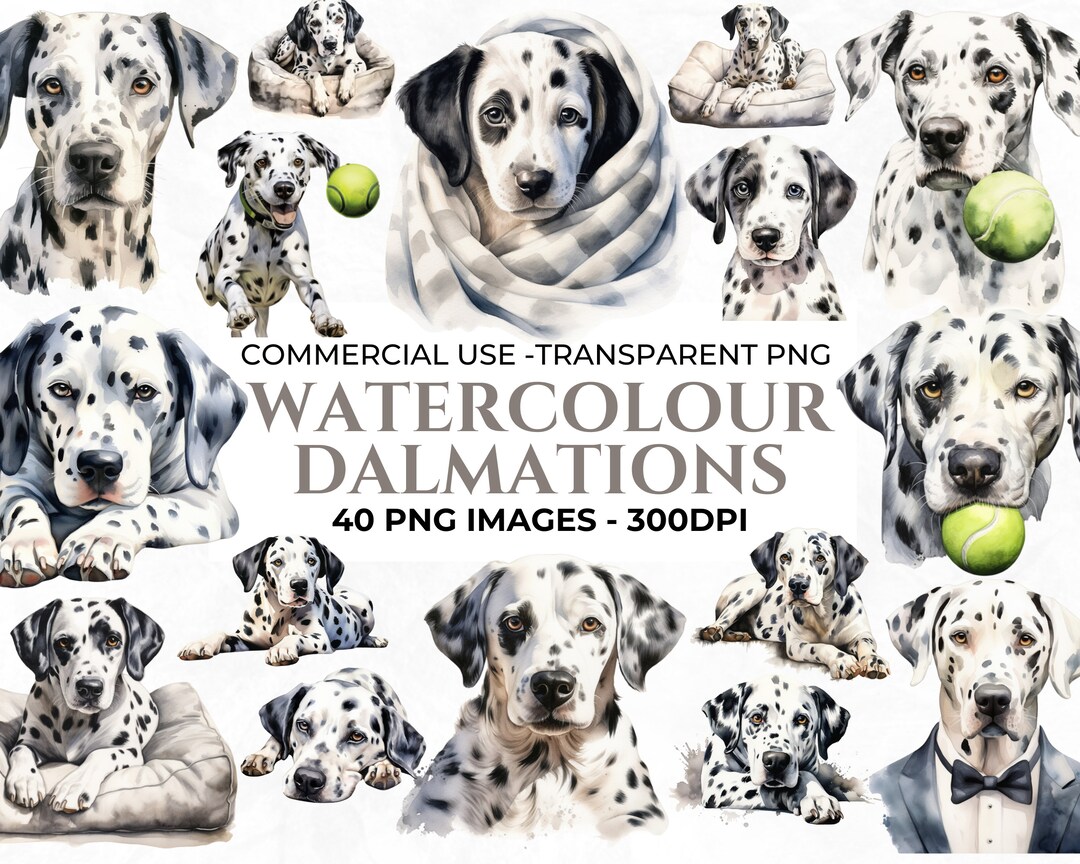 40 Watercolour Dalmatian PNG Clipart, Watercolour Puppy Illustration ...