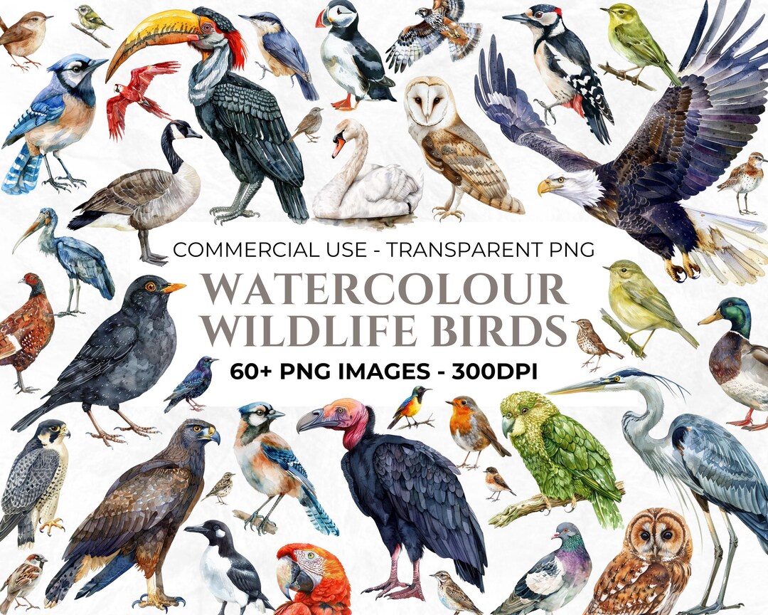 Watercolour Birds Clipart, Wildlife Clipart, Garden PNG, Outdoor ...