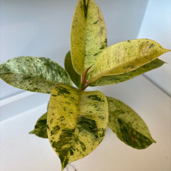 Ficus Moonshine - Etsy