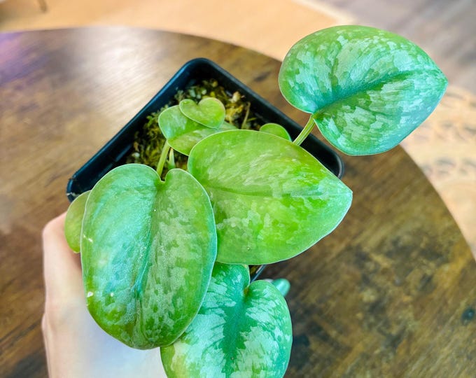 Scindapsus Splash - Rooted - New Growth *EXACT PLANT* - Etsy