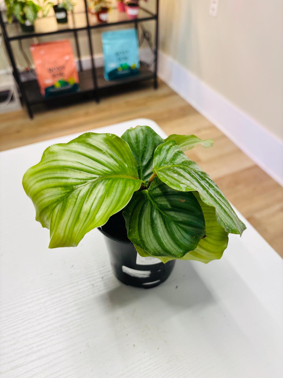 4" Calathea Orbifolia - Rooted - New Growth *GROWERS CHOICE* - Etsy