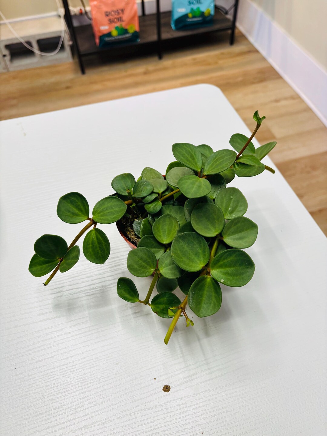 4" Peperomia Hope - Rooted - New Growth *GROWERS CHOICE* - Etsy