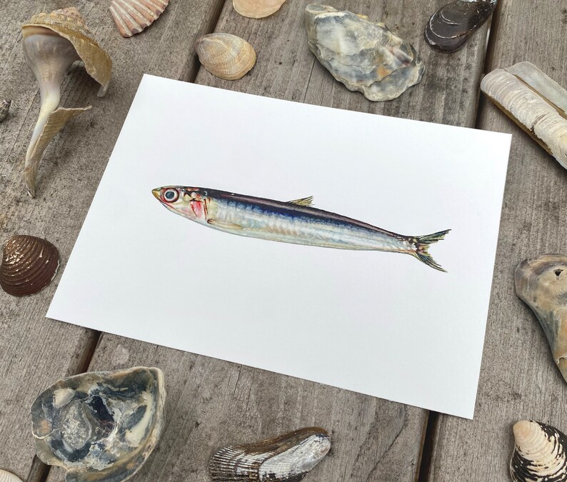 Anchovy Watercolor Art Print - Etsy