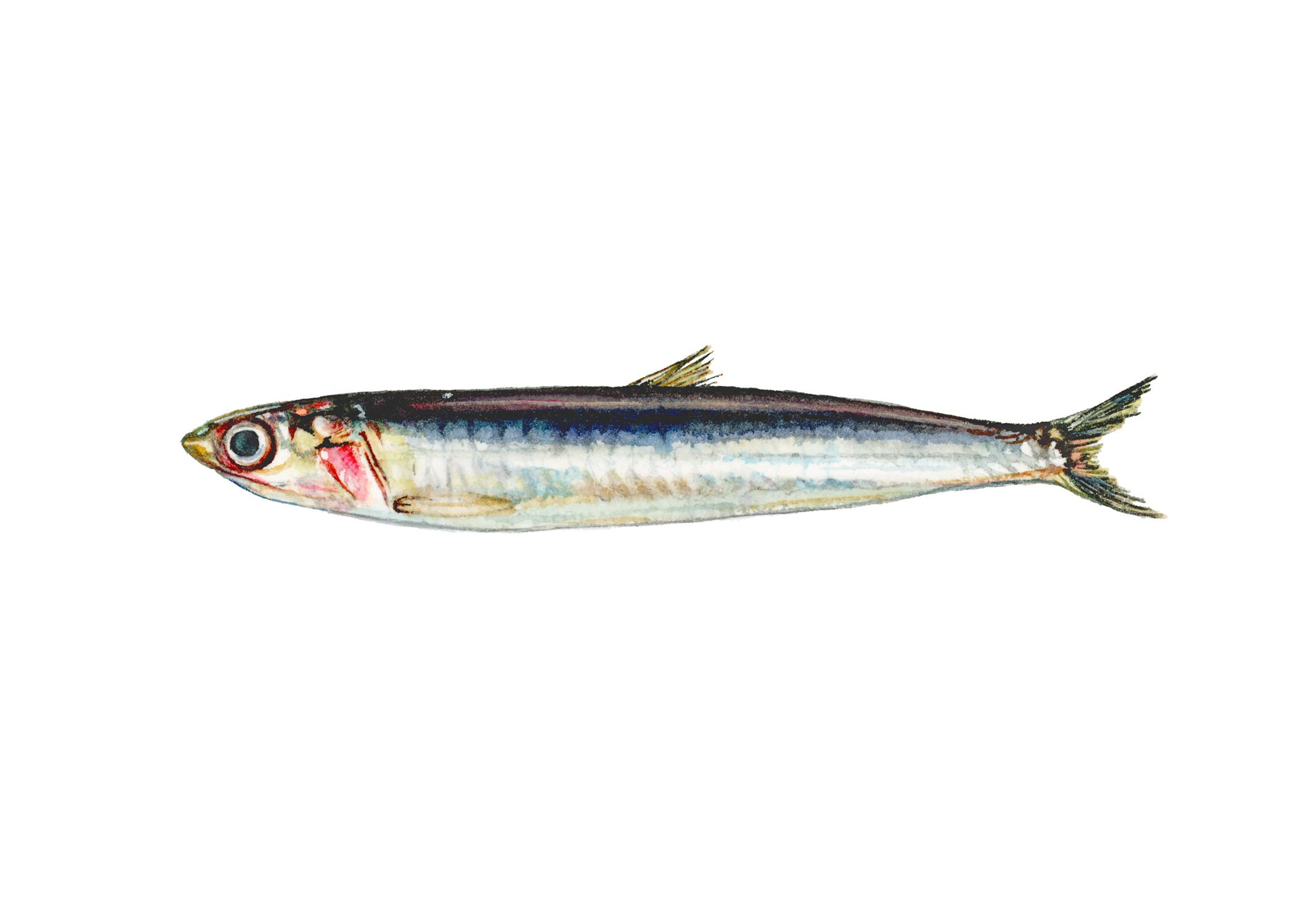 Anchovy Watercolor Art Print - Etsy