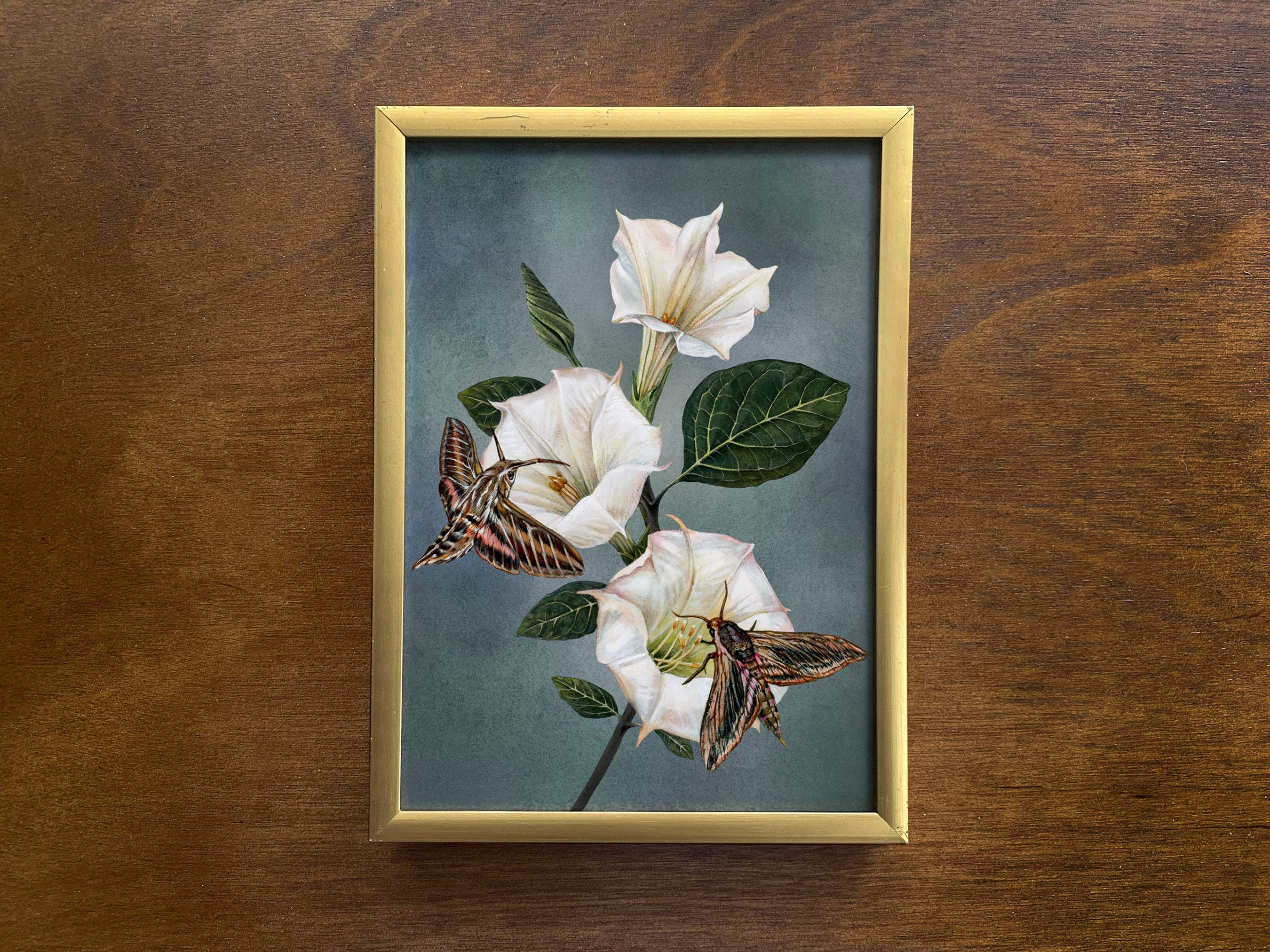 Moonflower With Hawk Moths Watercolor Art Print - Etsy