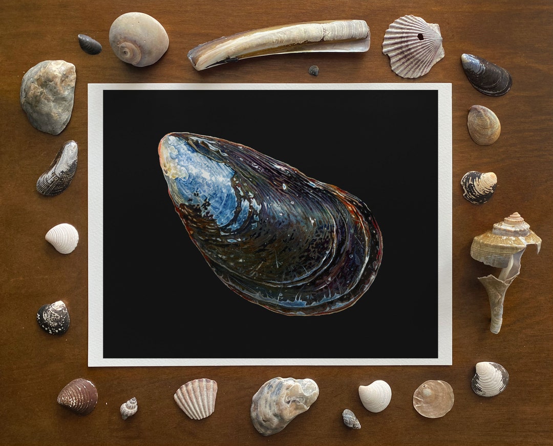 Mussel on Black Watercolor Art Print - Etsy