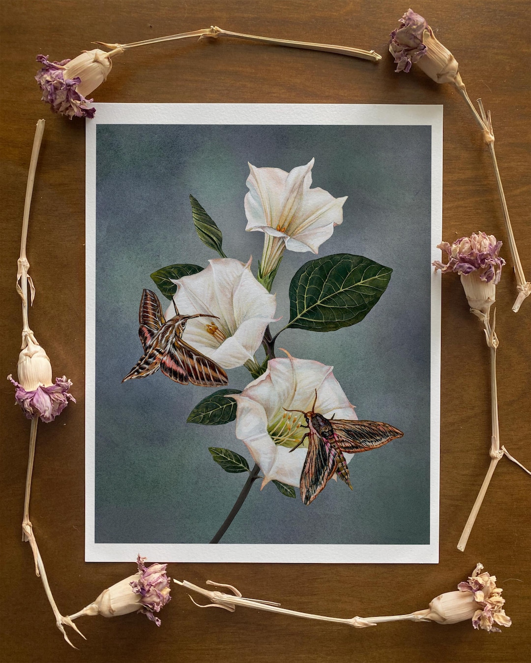 Moonflower With Hawk Moths Watercolor Art Print - Etsy