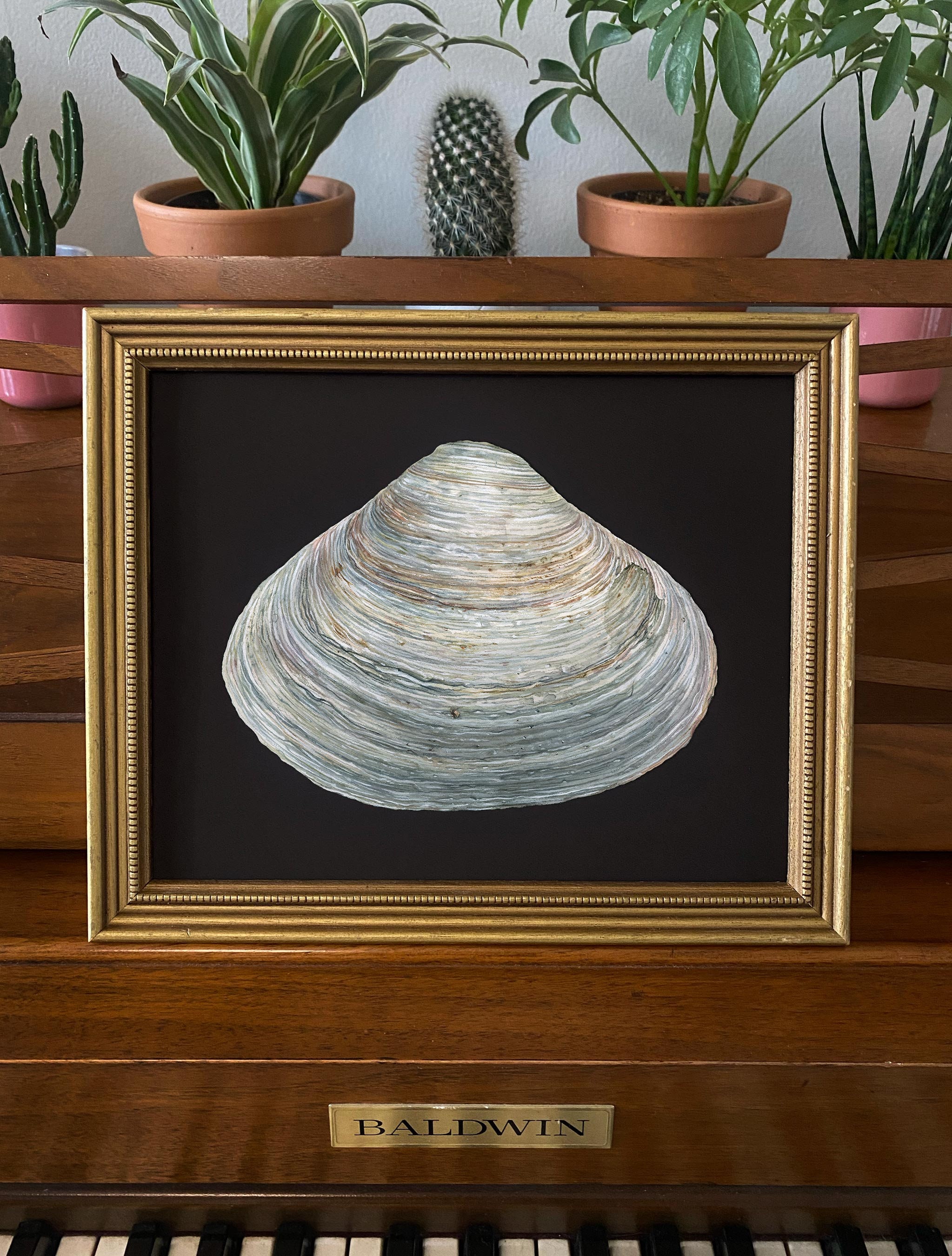 Clam Shell on Black Watercolor Art Print - Etsy