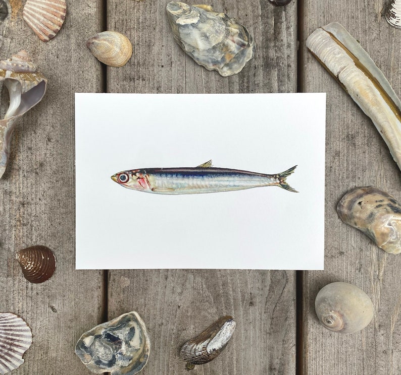 Anchovy Watercolor Art Print - Etsy