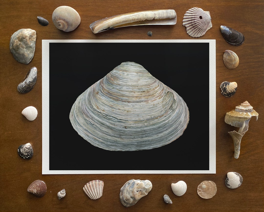 Clam Shell on Black Watercolor Art Print - Etsy